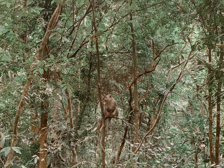 Singapore Hiking Spot: MacRitchie Reservoir Park - Dianne Karol - Sun ...